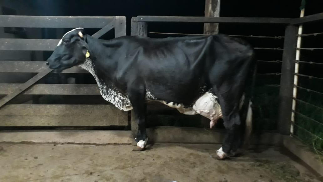 Vaca Girolando atinge marca rara de produção de leite na raça ...
